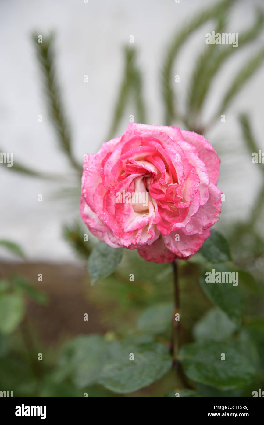 Beautiful blooming red rose bushes in a garden Stock Photo - Alamy