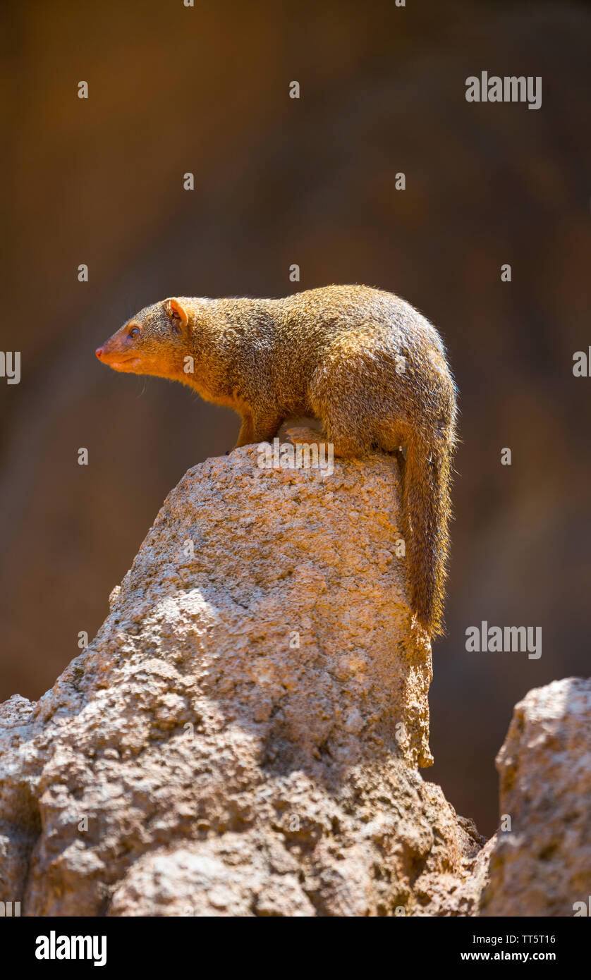 Common dwarf mongoose (Helogale parvula Stock Photo - Alamy