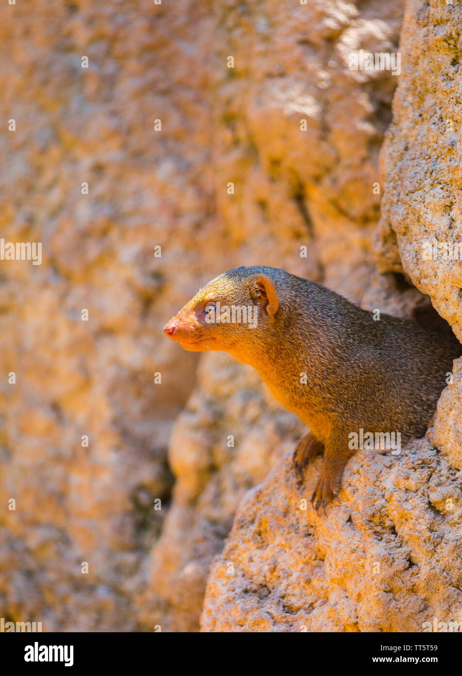 Common dwarf mongoose (Helogale parvula Stock Photo - Alamy