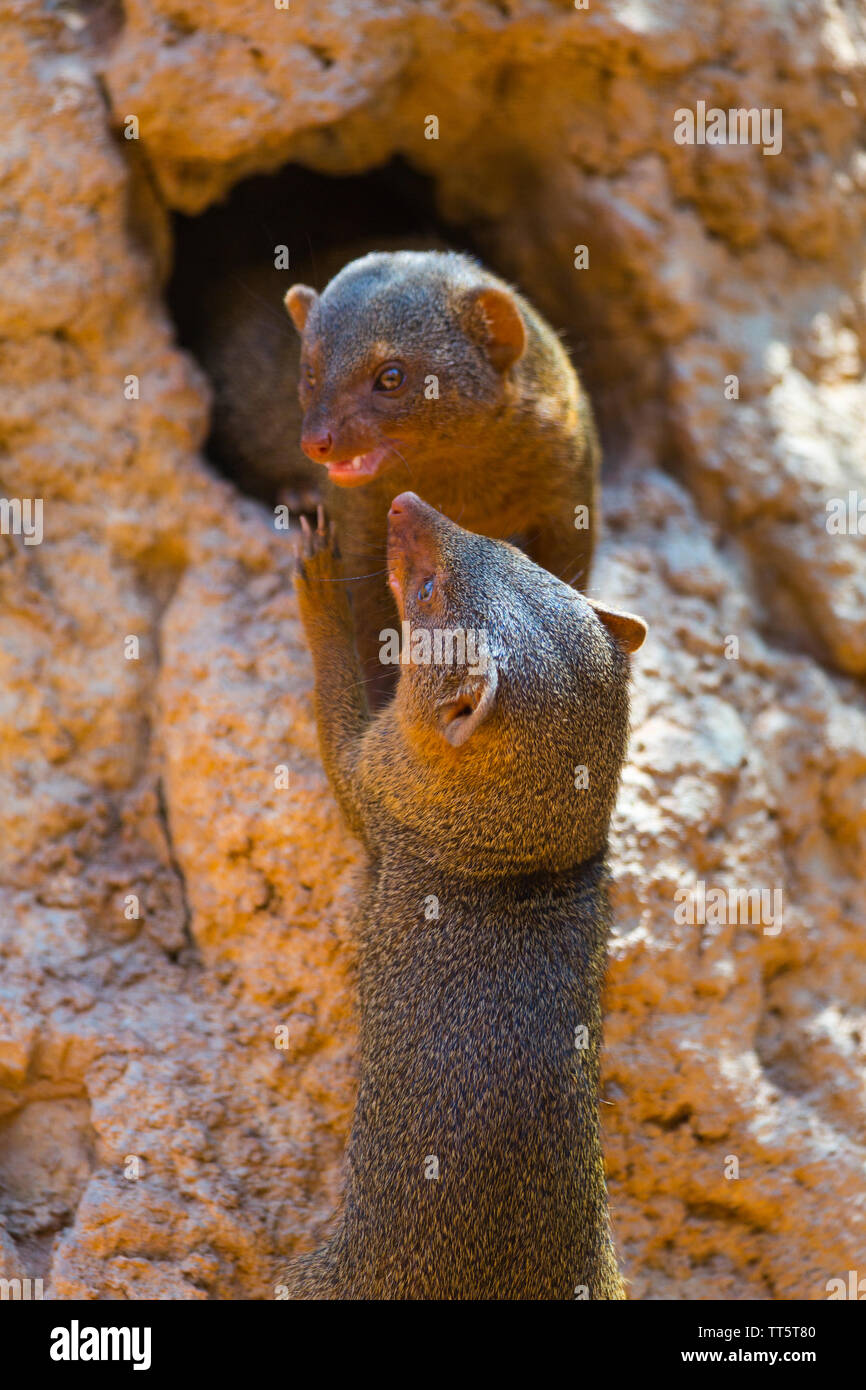 Common dwarf mongoose (Helogale parvula Stock Photo - Alamy