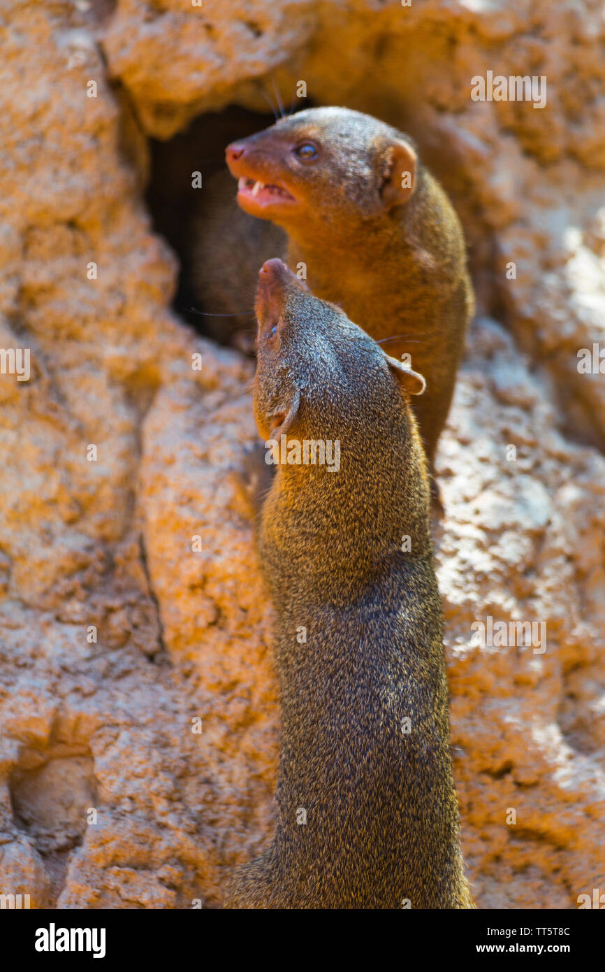 Common dwarf mongoose (Helogale parvula Stock Photo - Alamy