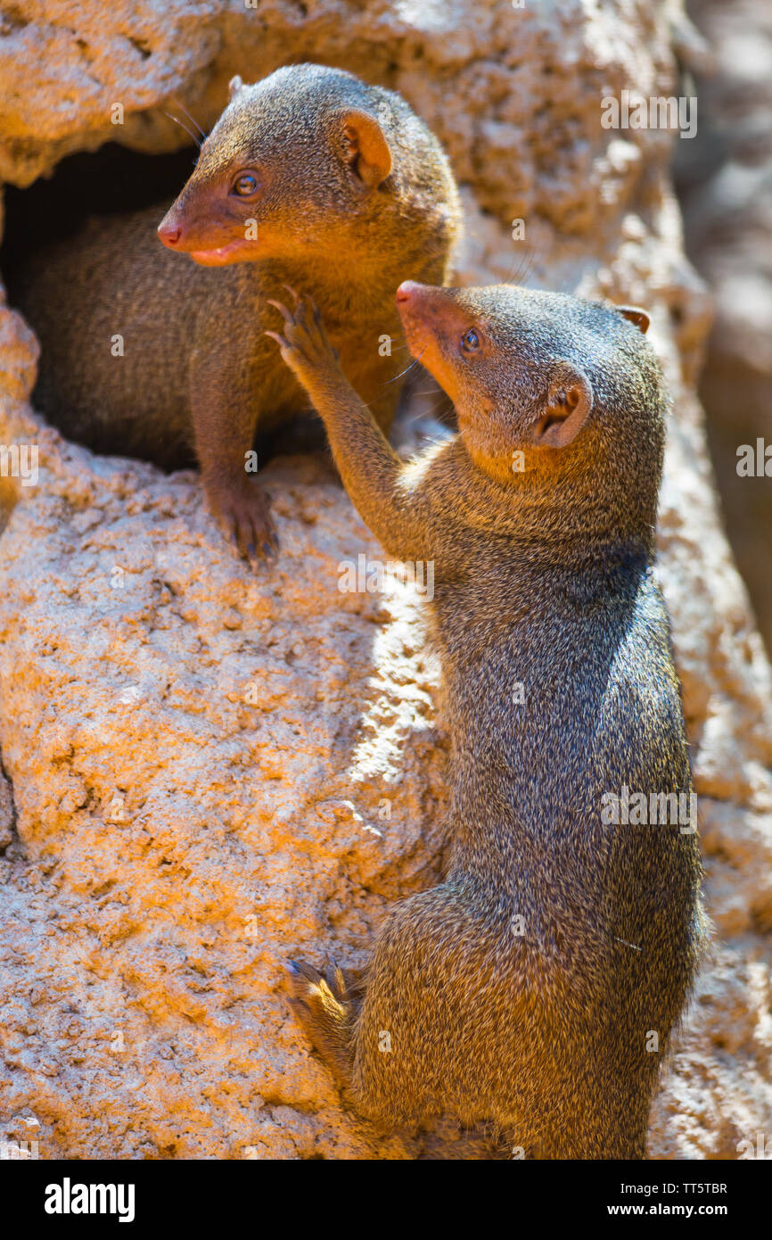 Common dwarf mongoose (Helogale parvula Stock Photo - Alamy
