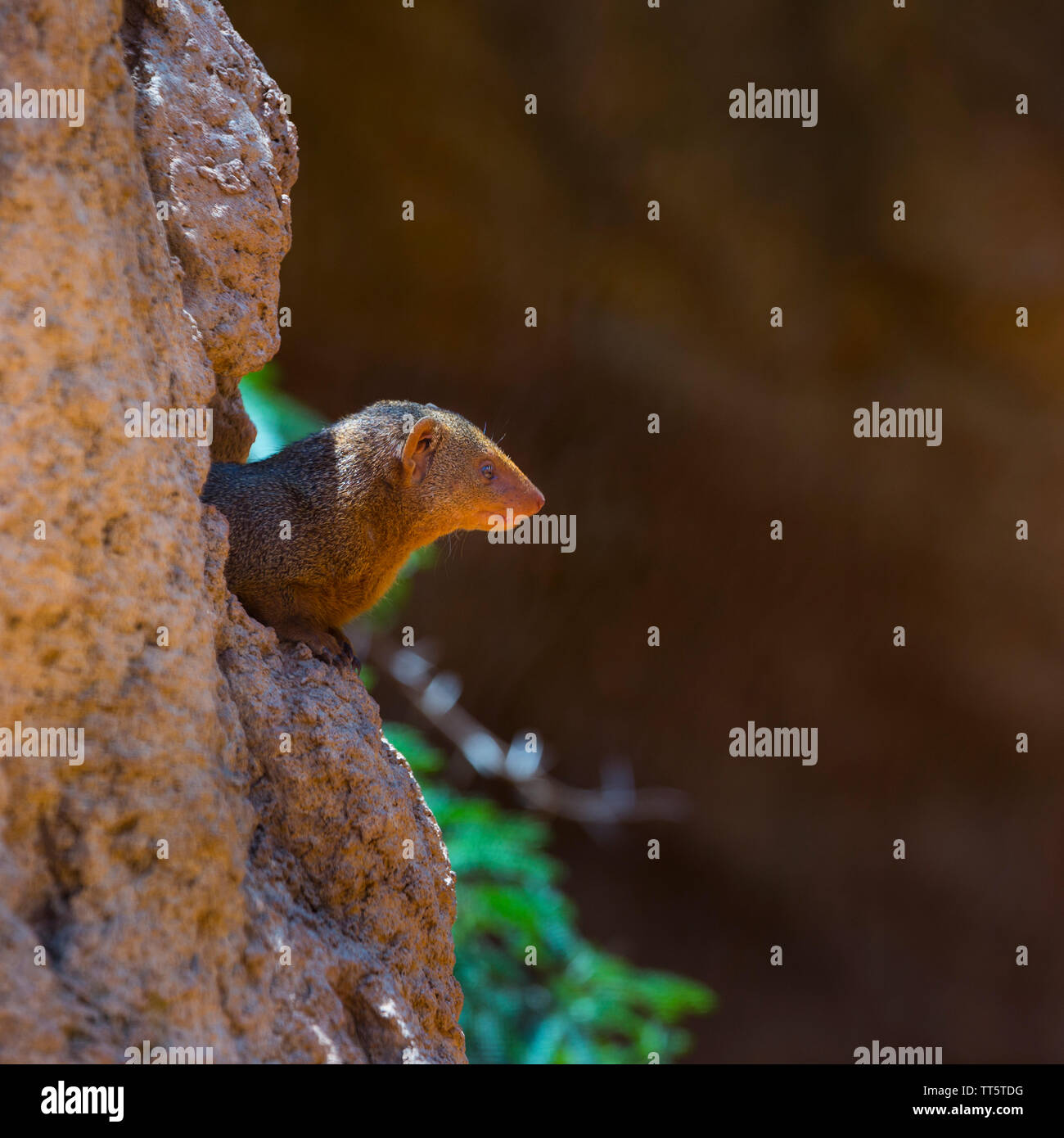 Common dwarf mongoose (Helogale parvula Stock Photo - Alamy