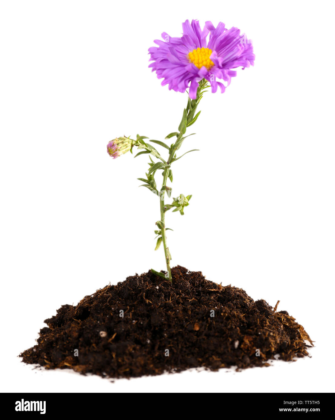 Flower growing from soil isolated on white Stock Photo - Alamy