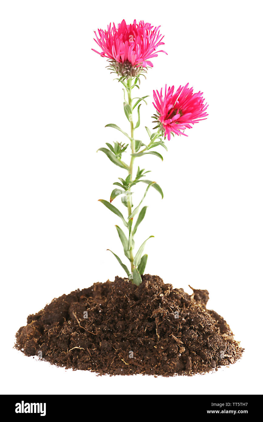 Flowers growing from soil isolated on white Stock Photo - Alamy