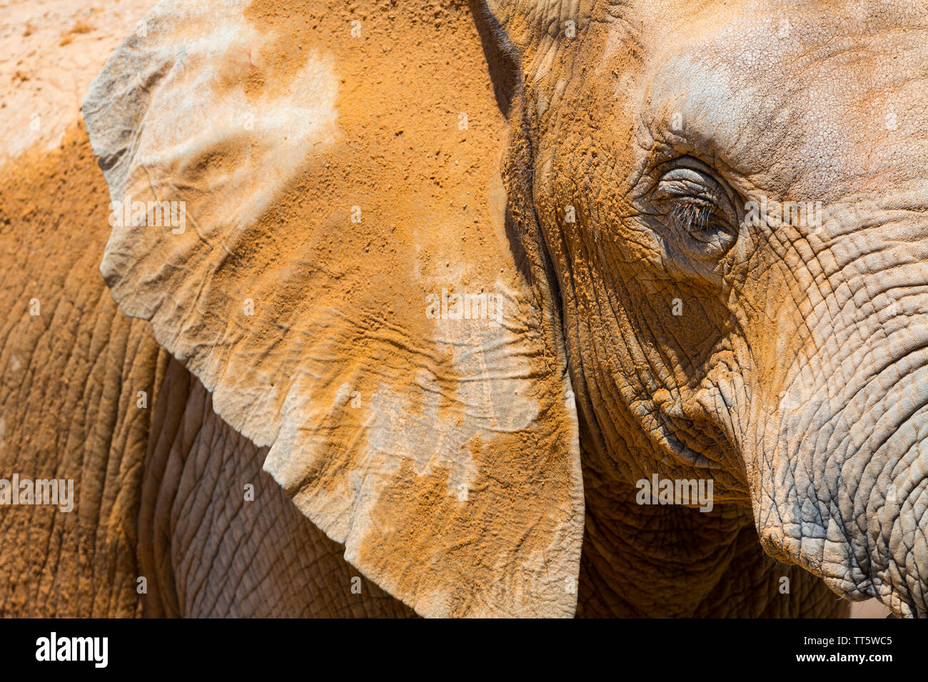 Tourist watching african elephant hi-res stock photography and images ...