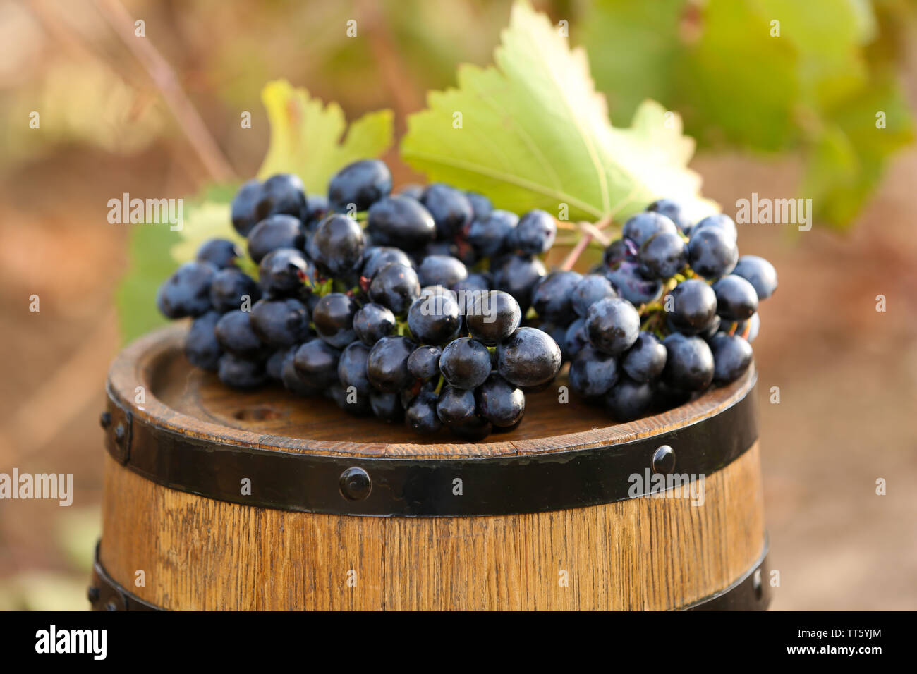 Grape on barrel, outdoors Stock Photo - Alamy