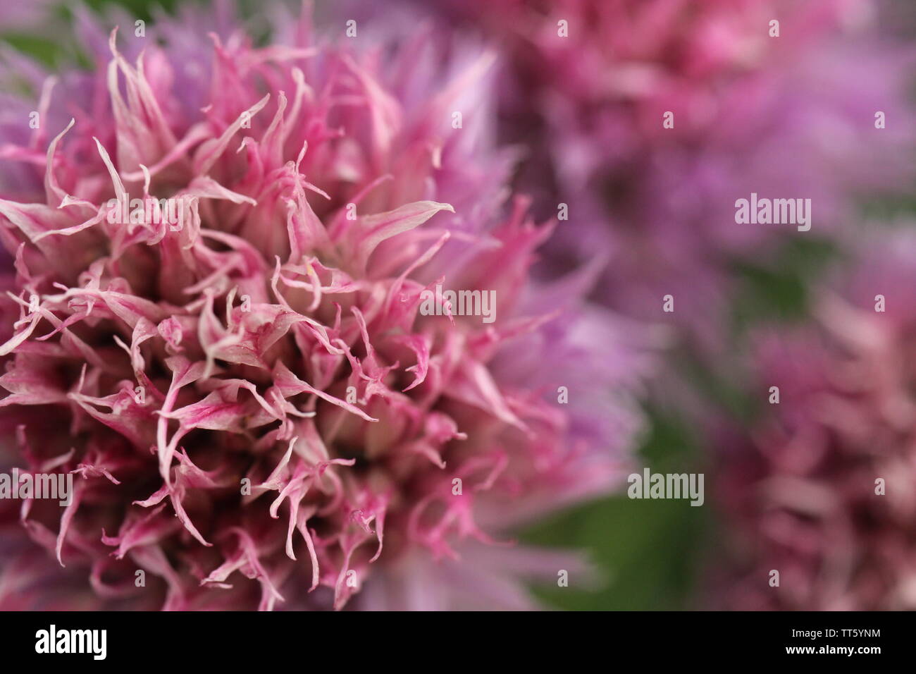 Macro photograph of a pink and purple allium schoenoprasum flower with ...
