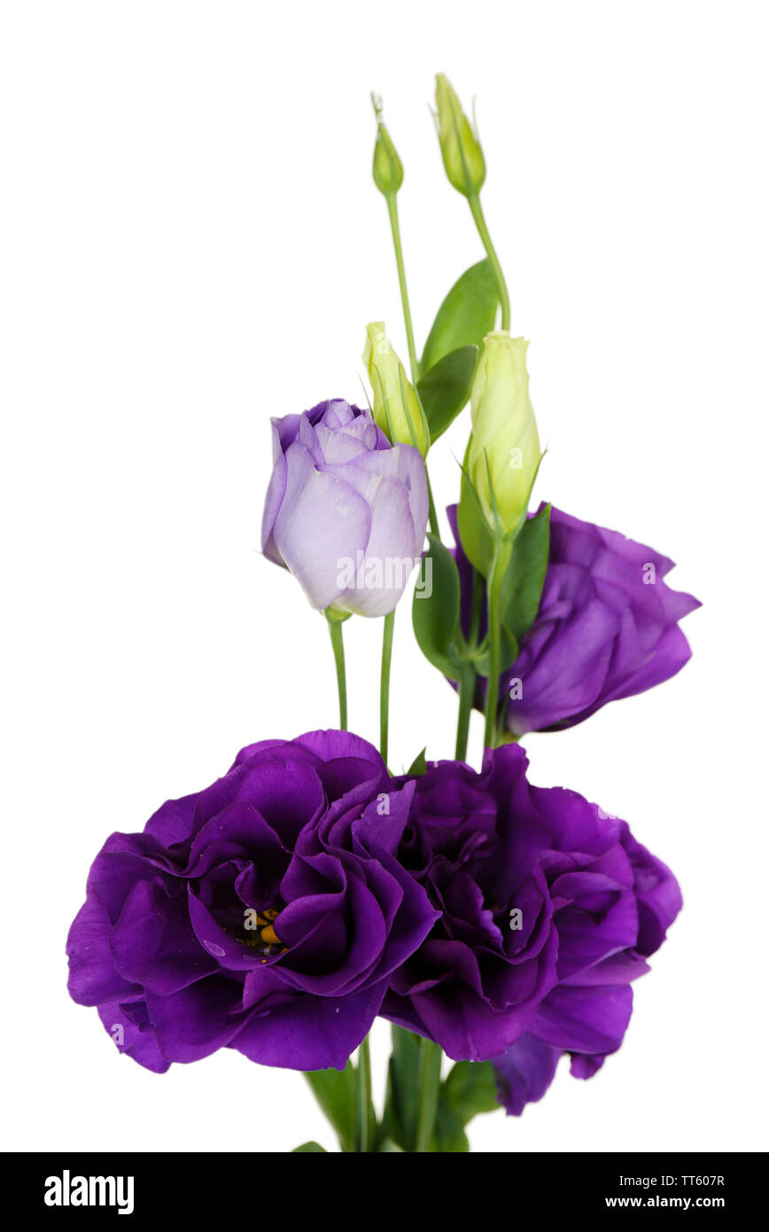 Beautiful violet eustoma isolated on white Stock Photo - Alamy