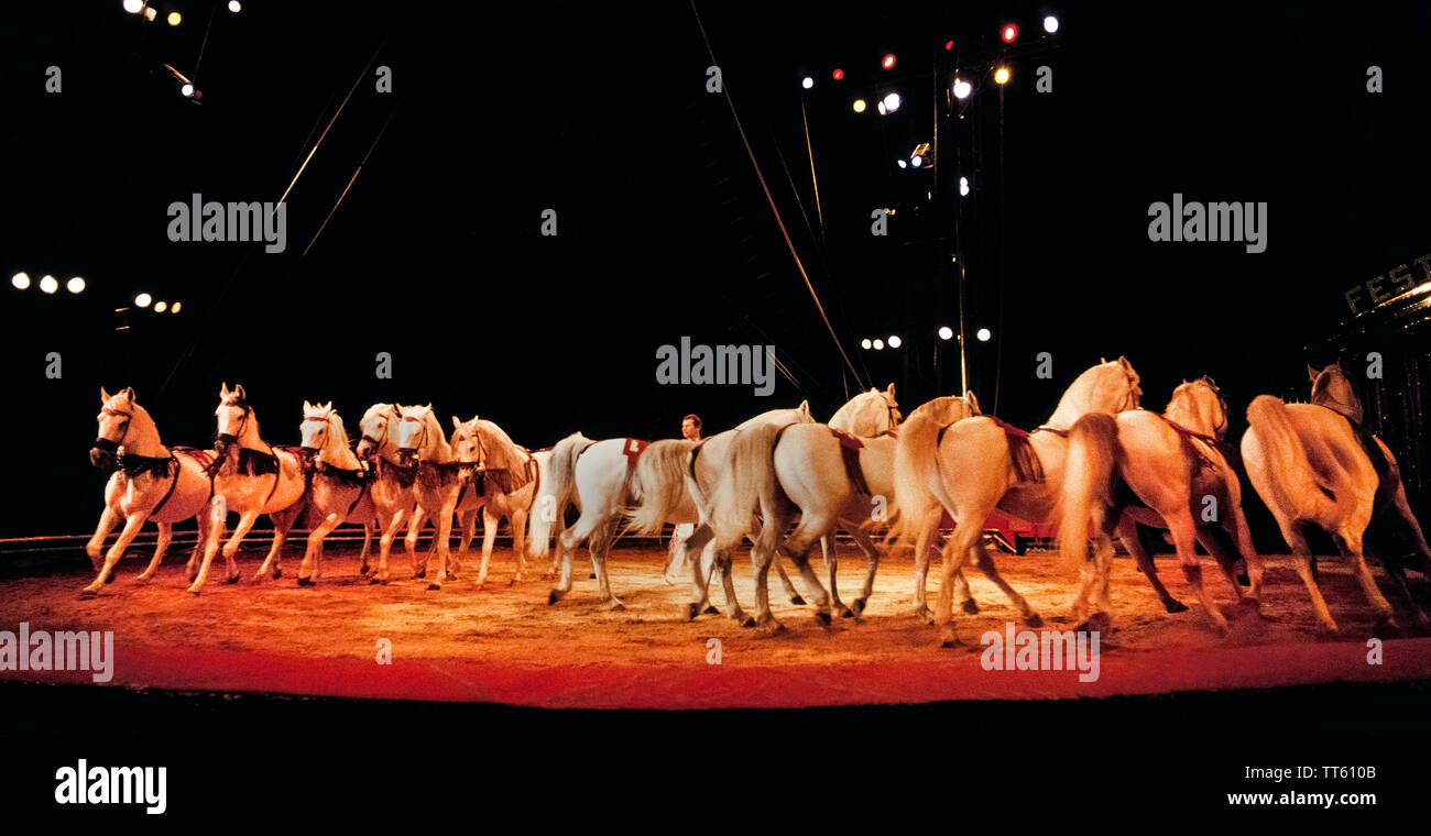 Circus horses hi-res stock photography and images - Alamy
