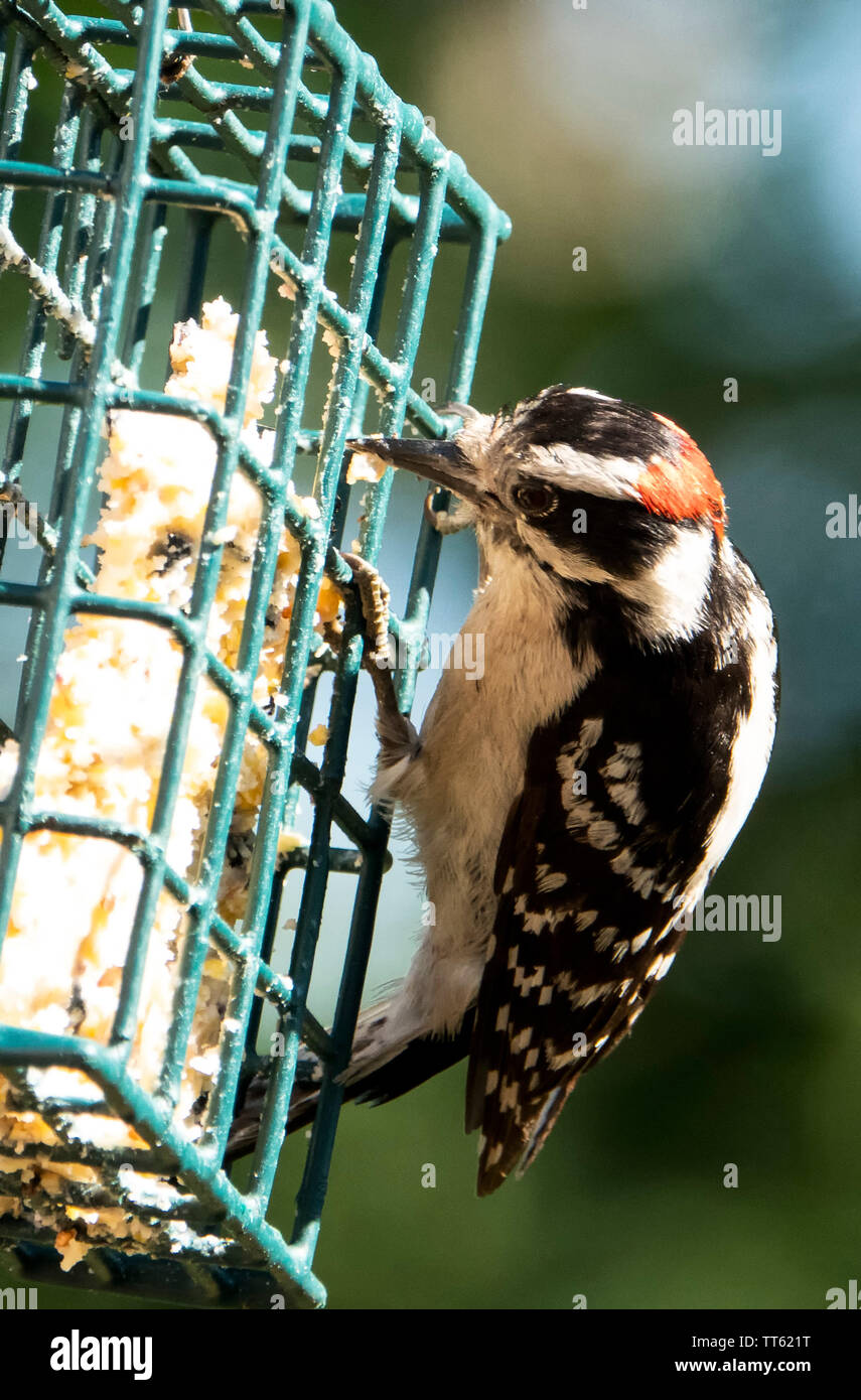 Nice cage hi-res stock photography and images - Alamy