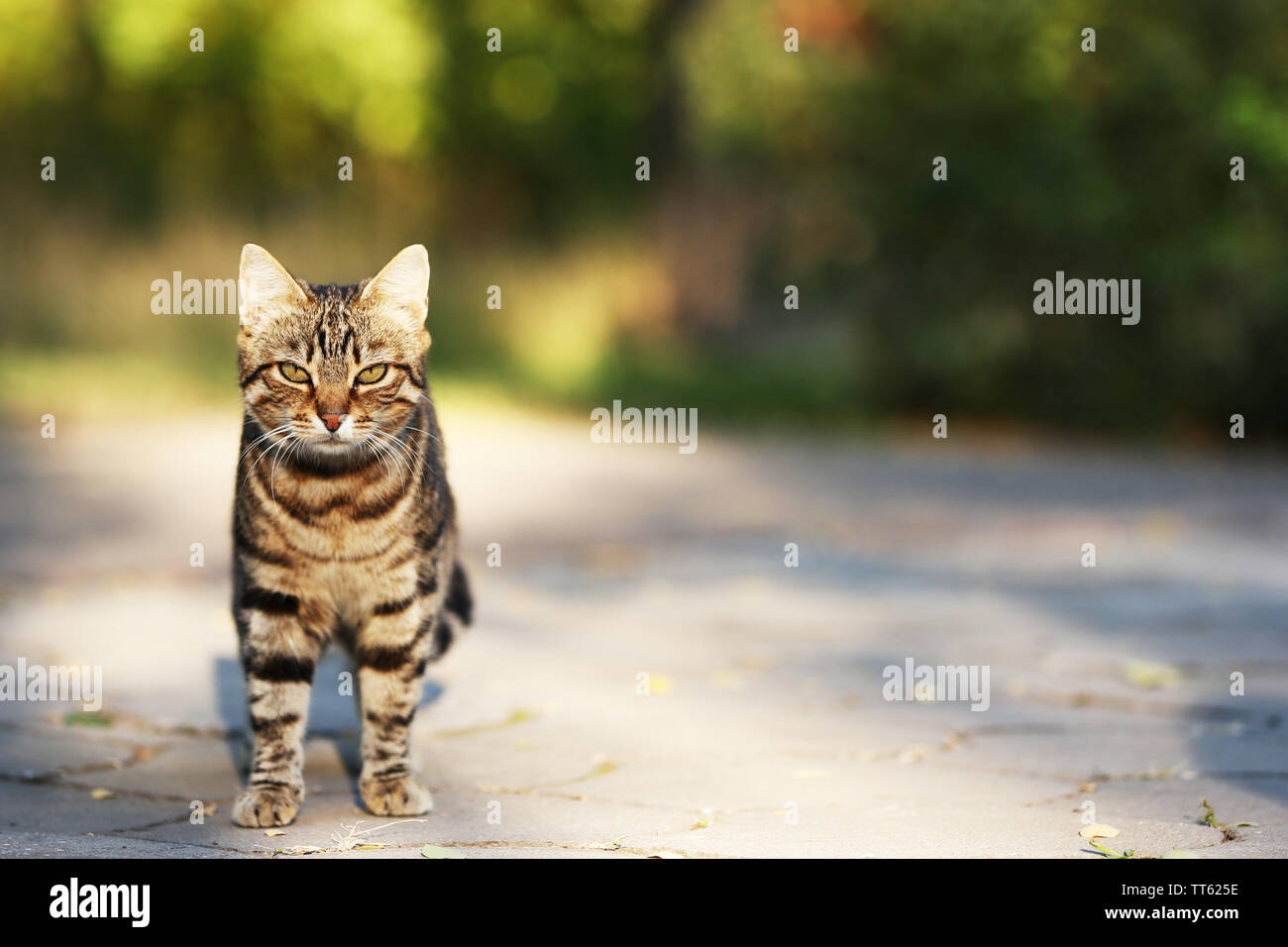 Cat walking outdoors Stock Photo - Alamy