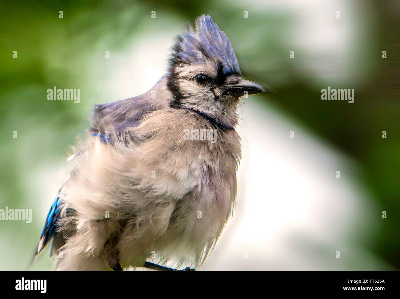 Ruffled crest hi-res stock photography and images - Alamy