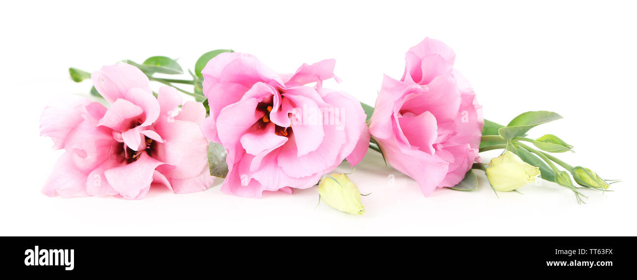Beautiful pink eustoma isolated on white Stock Photo - Alamy