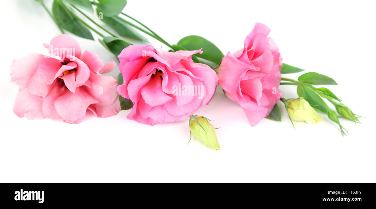 Beautiful pink eustoma isolated on white Stock Photo - Alamy