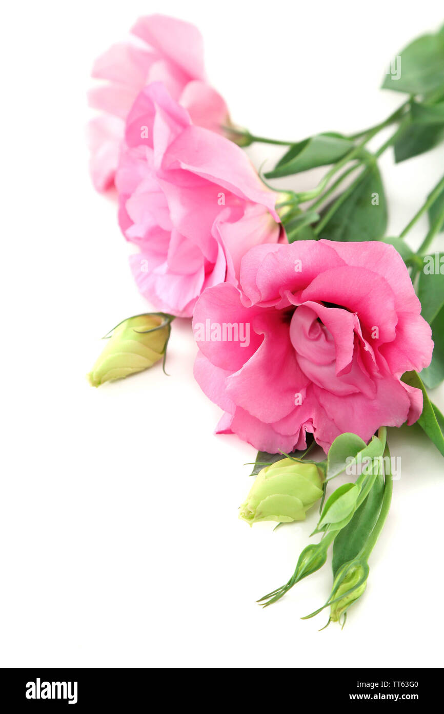 Beautiful pink eustoma isolated on white Stock Photo - Alamy