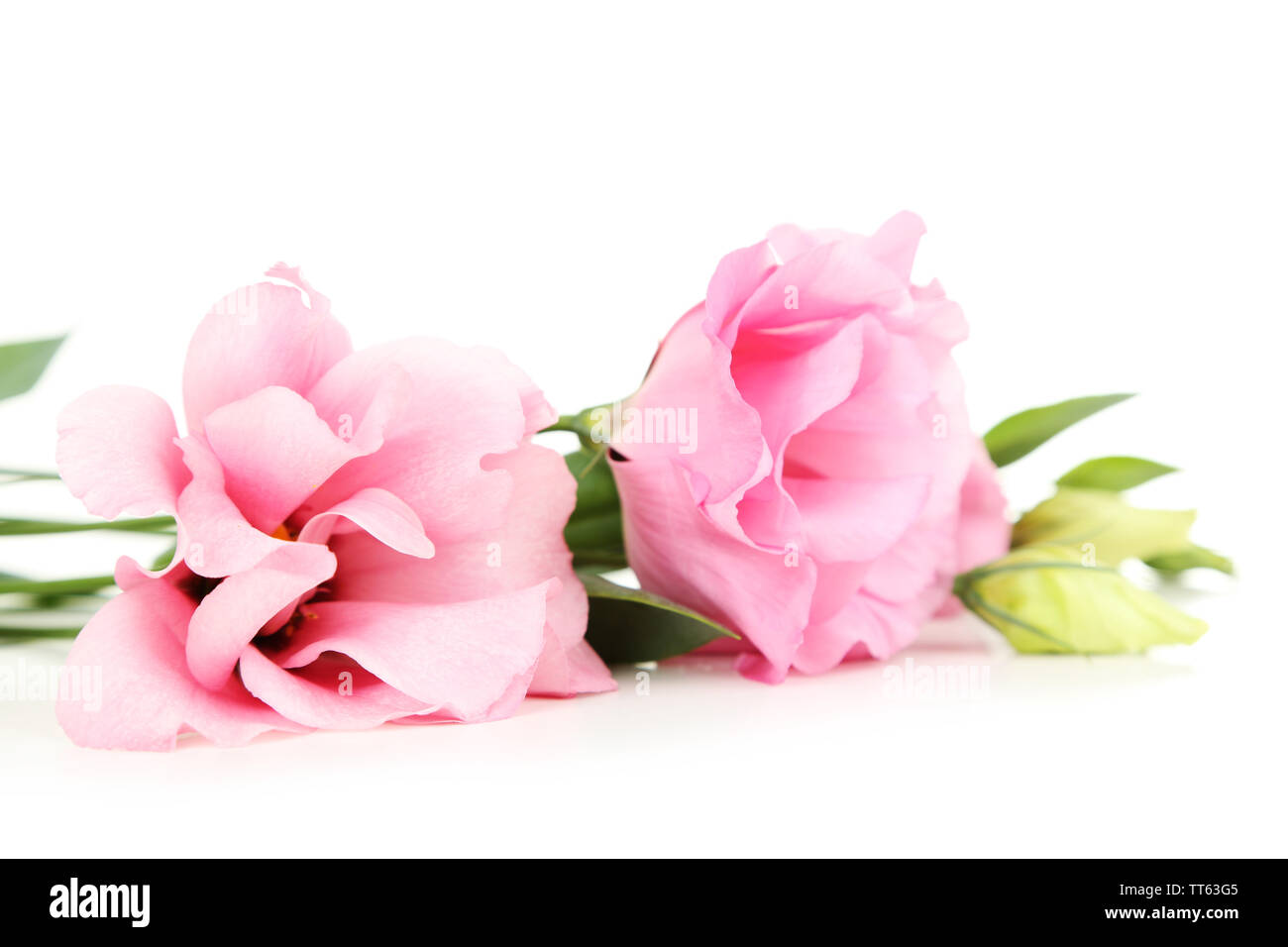 Beautiful pink eustoma isolated on white Stock Photo - Alamy
