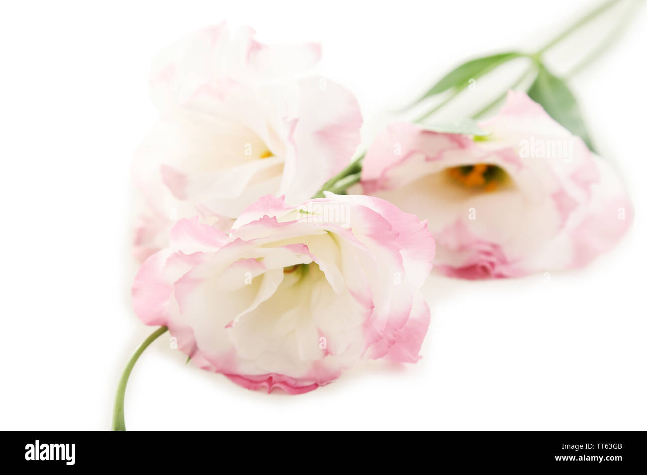 Beautiful pink eustoma isolated on white Stock Photo - Alamy