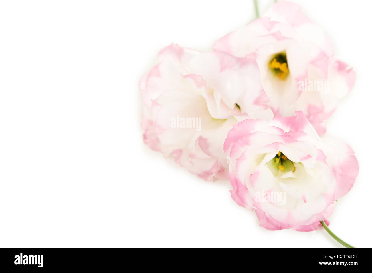 Beautiful pink eustoma isolated on white Stock Photo - Alamy