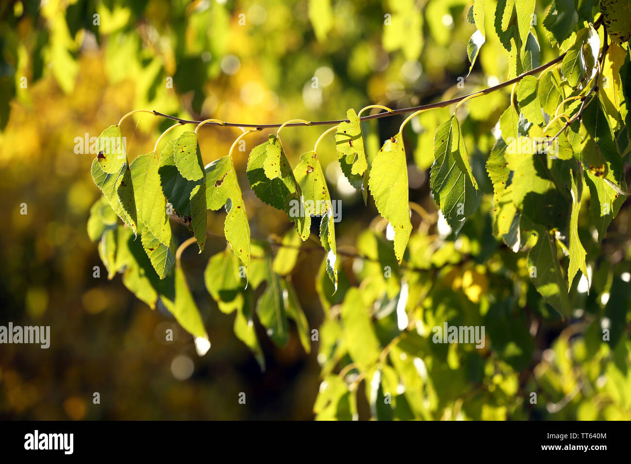 Beautiful tree leaves Stock Photo - Alamy