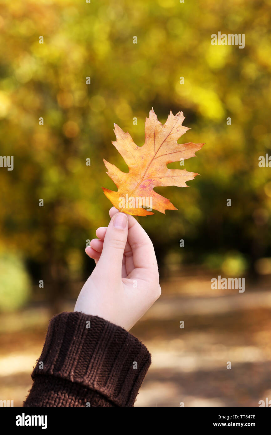 Beautiful autumn leaf in hand on nature background Stock Photo - Alamy