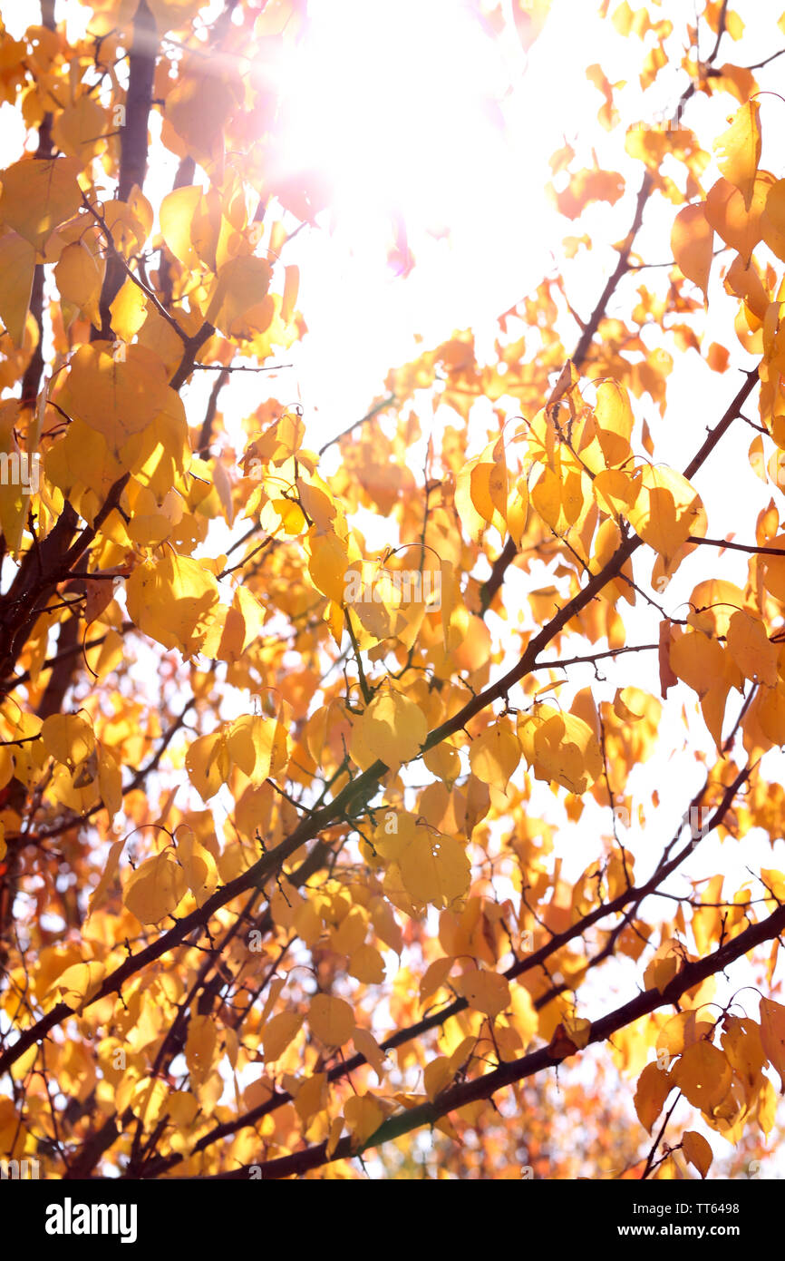 Beautiful autumn leaves Stock Photo - Alamy
