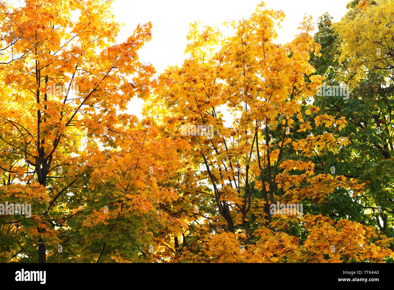 Beautiful autumn trees Stock Photo - Alamy