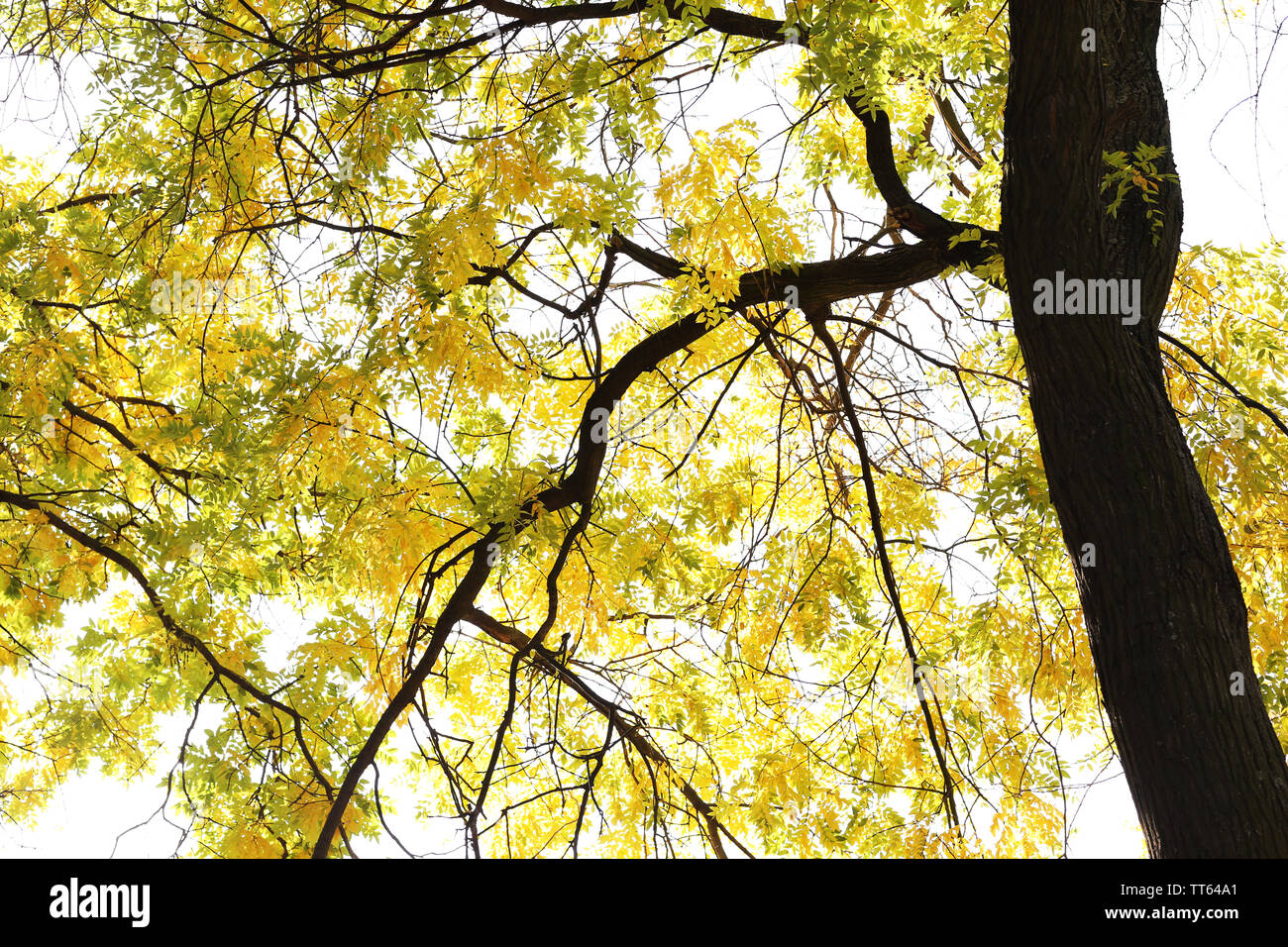 Beautiful autumn tree twigs Stock Photo - Alamy