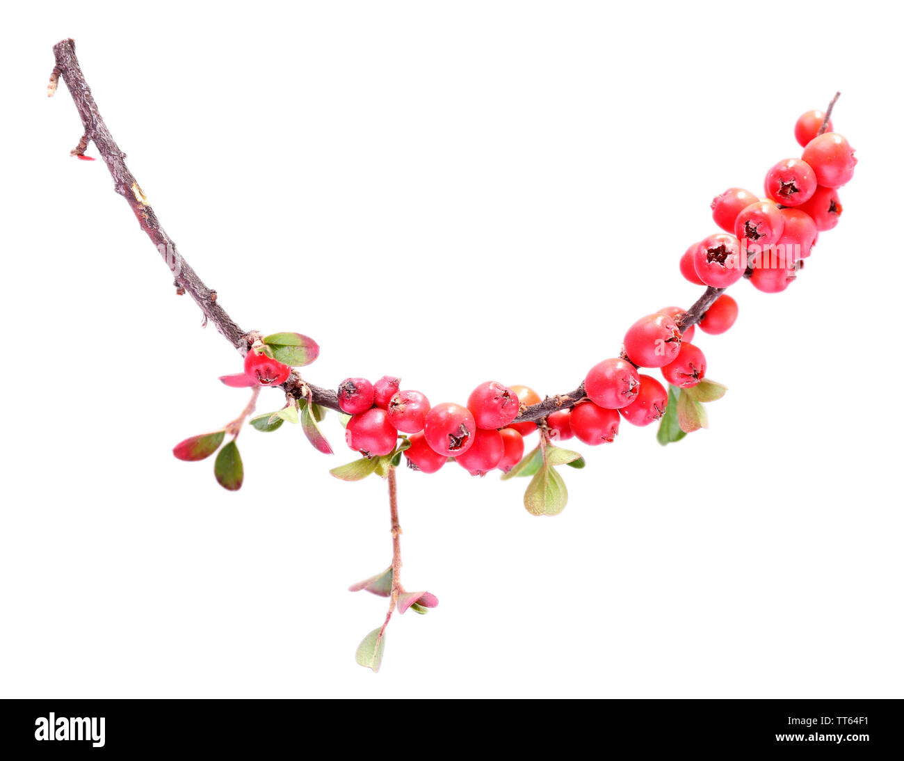 Cotoneaster Autumn Cut Out Stock Images And Pictures Alamy