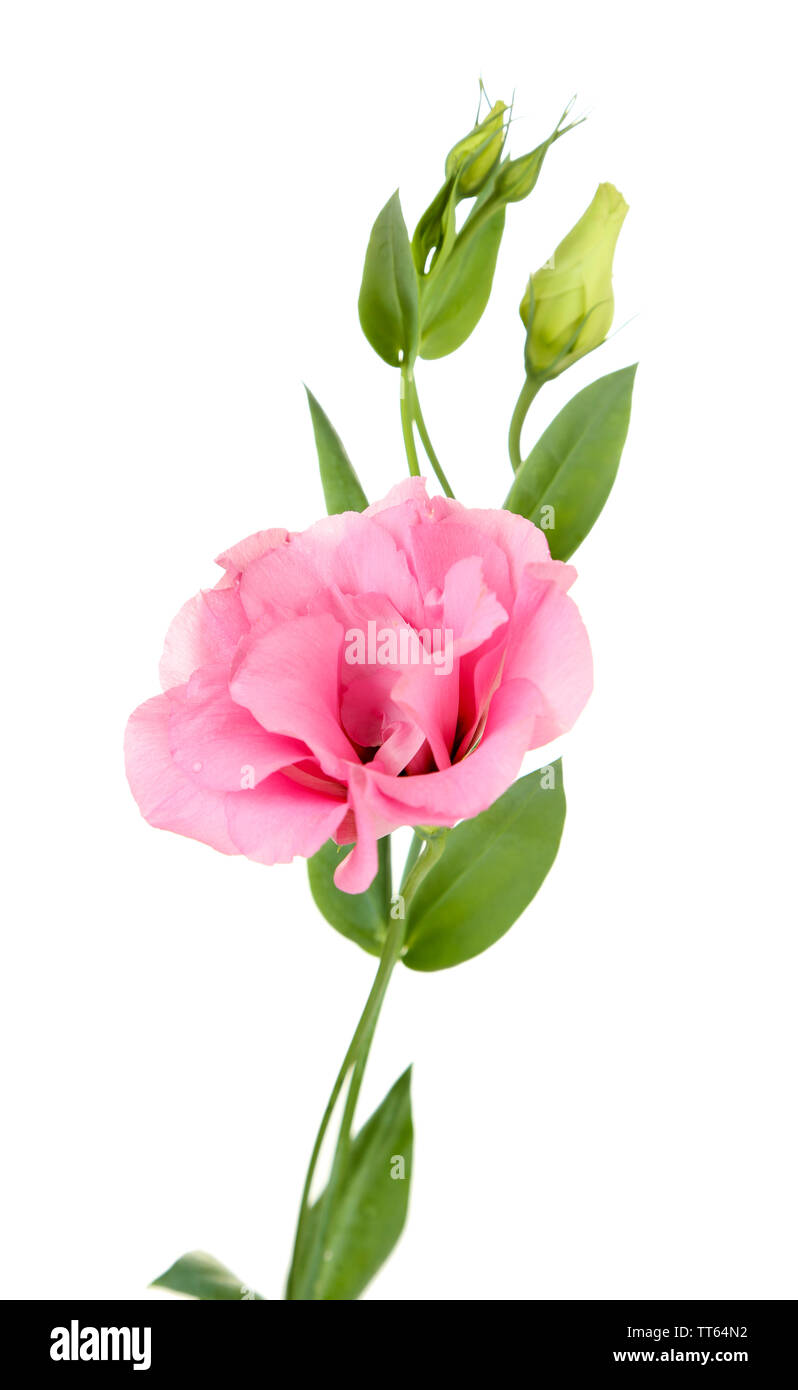 Beautiful eustoma flower isolated on white Stock Photo - Alamy
