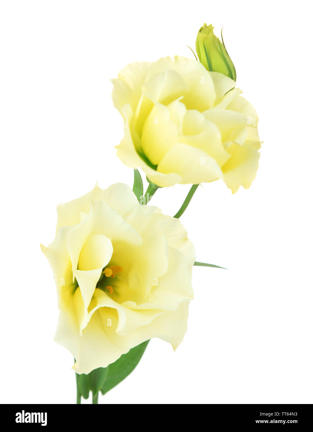 Beautiful eustoma flower isolated on white Stock Photo - Alamy
