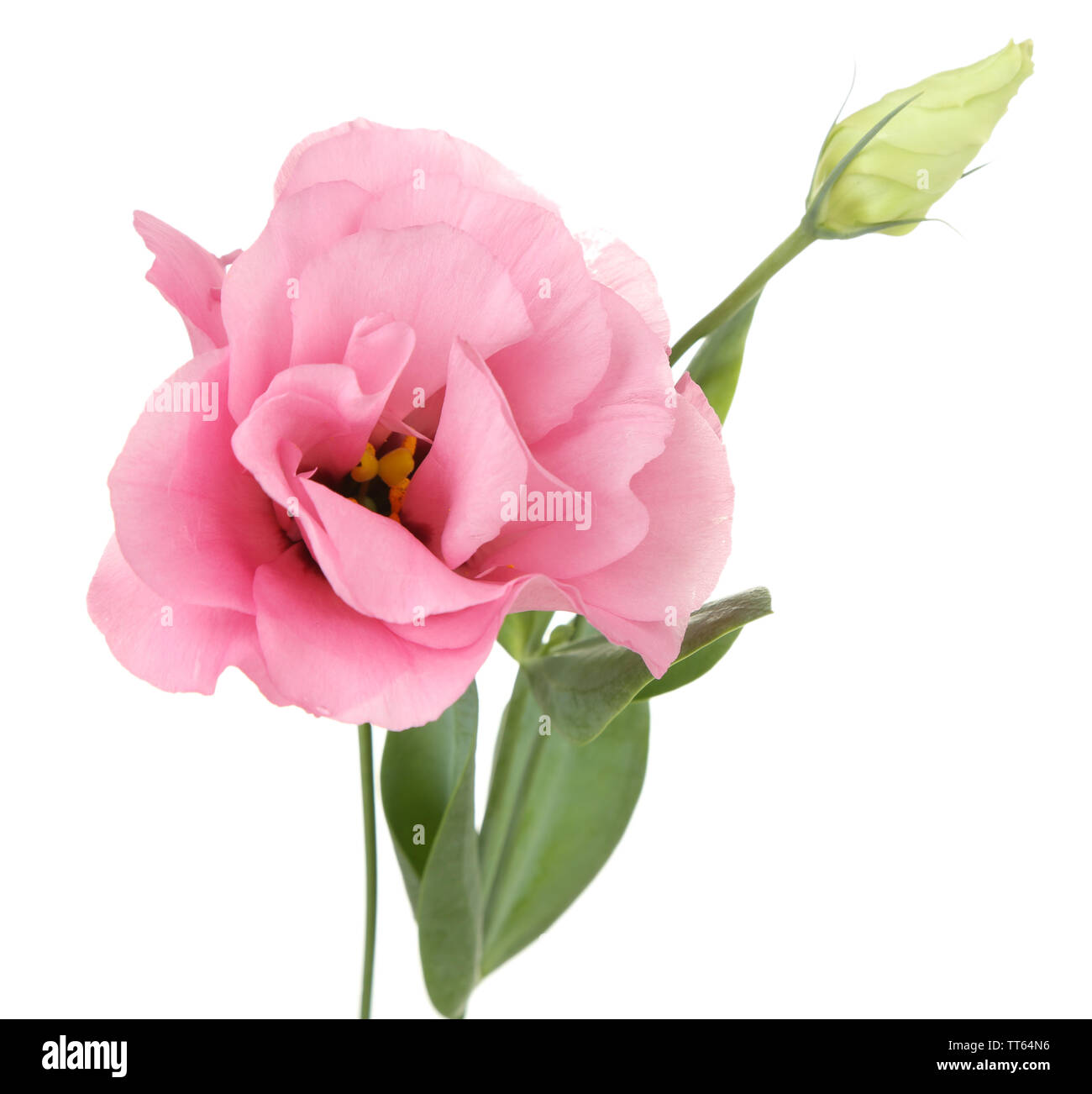 Beautiful eustoma flower isolated on white Stock Photo - Alamy