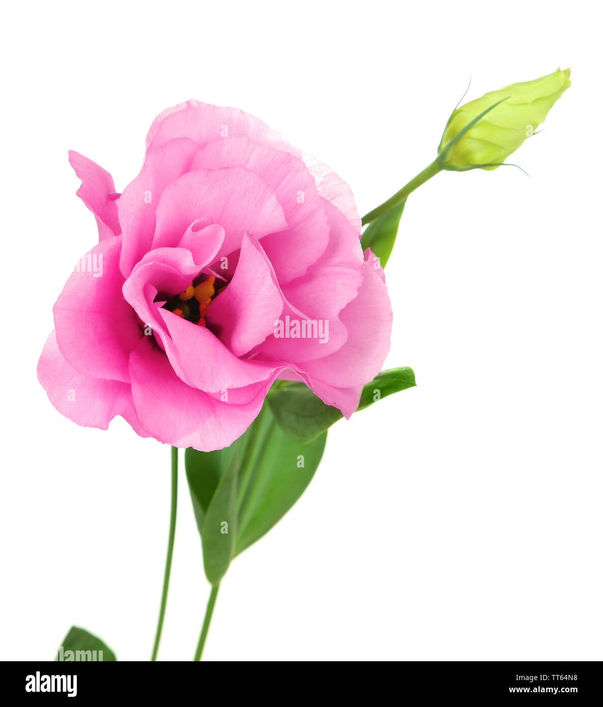 Beautiful eustoma flower isolated on white Stock Photo - Alamy