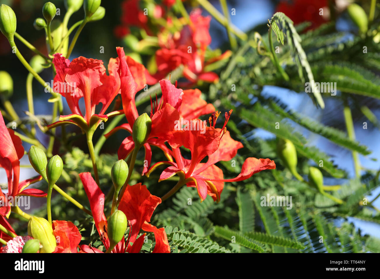 Red flowers bloom on a royal Poinciana tree Delonix regia in Fort Myers ...