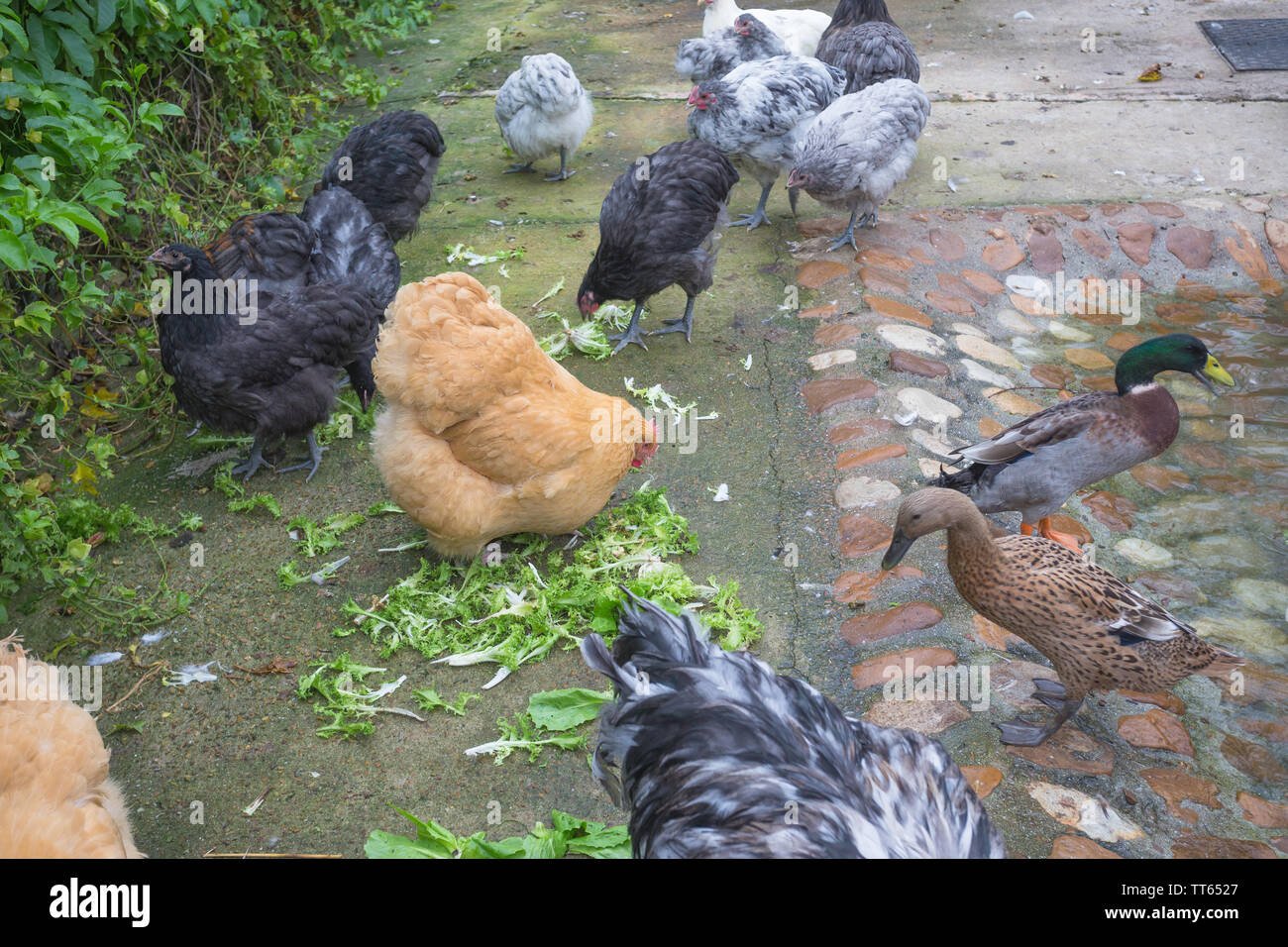 Cockerels hi-res stock photography and images - Alamy