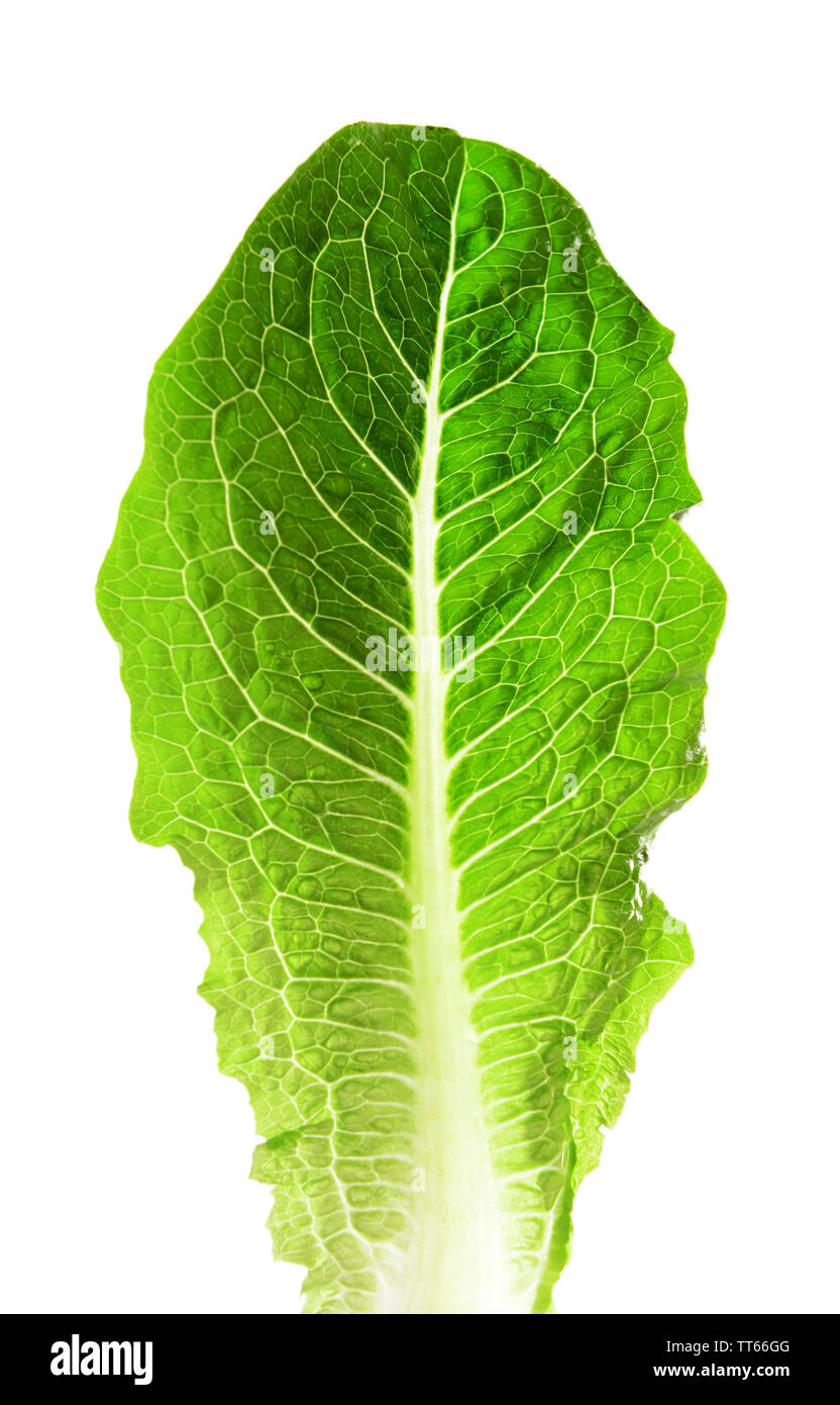 Green cabbage leaf isolated on white background Stock Photo - Alamy