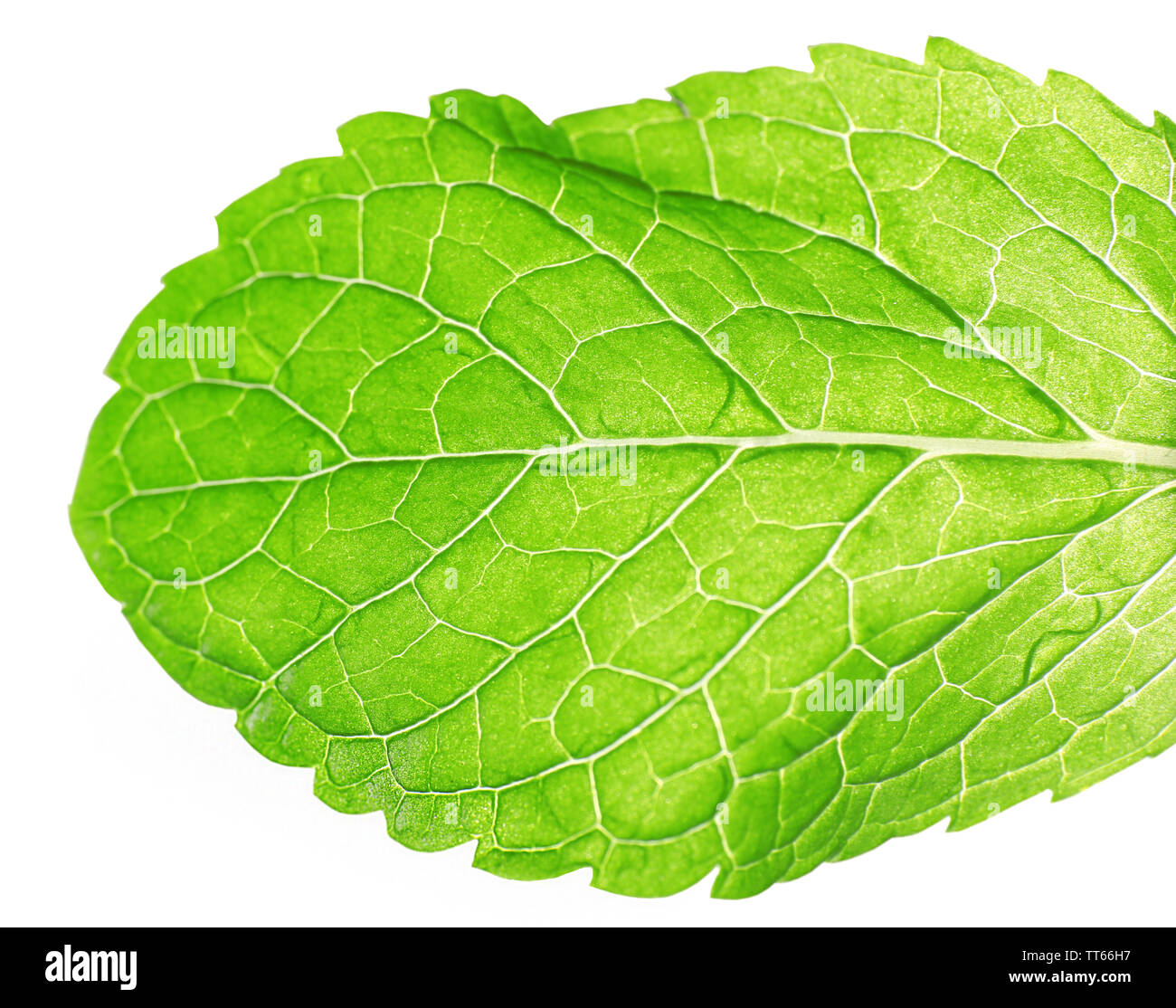 Green mint leaf isolated on white background Stock Photo - Alamy