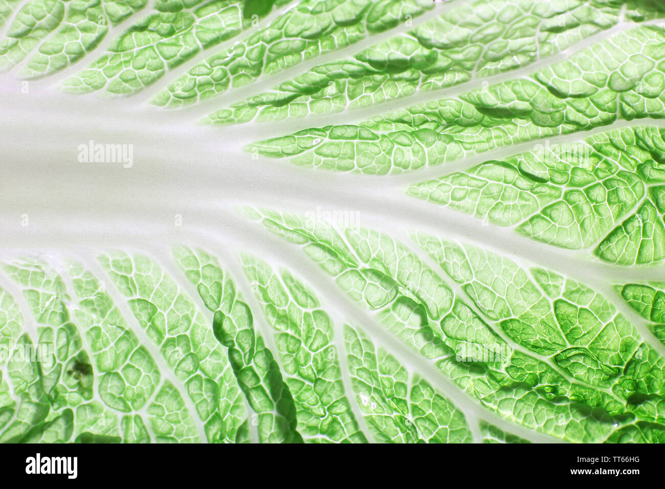 Green cabbage leaf background Stock Photo - Alamy