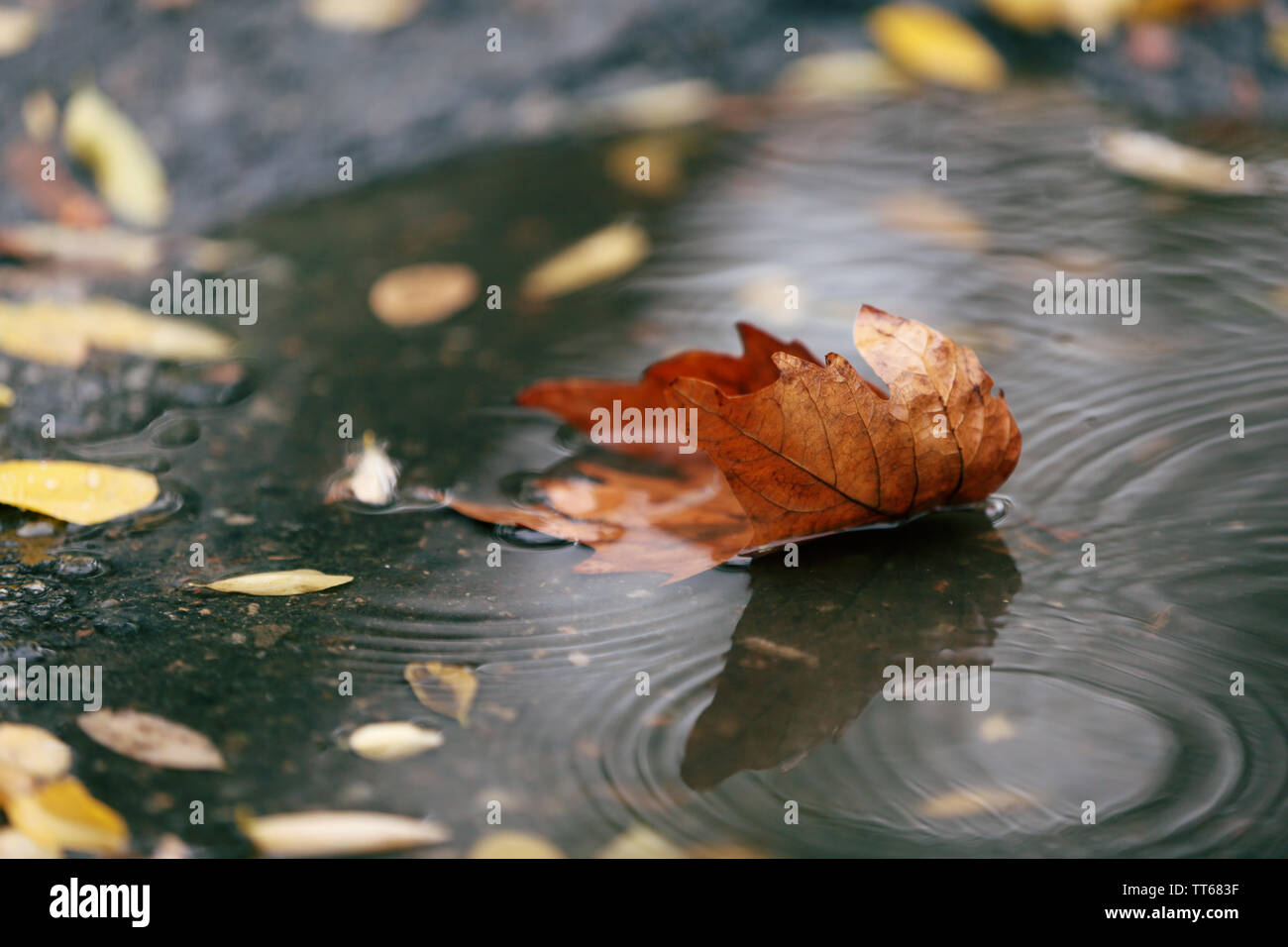 Autumn leaf in puddle Stock Photo - Alamy