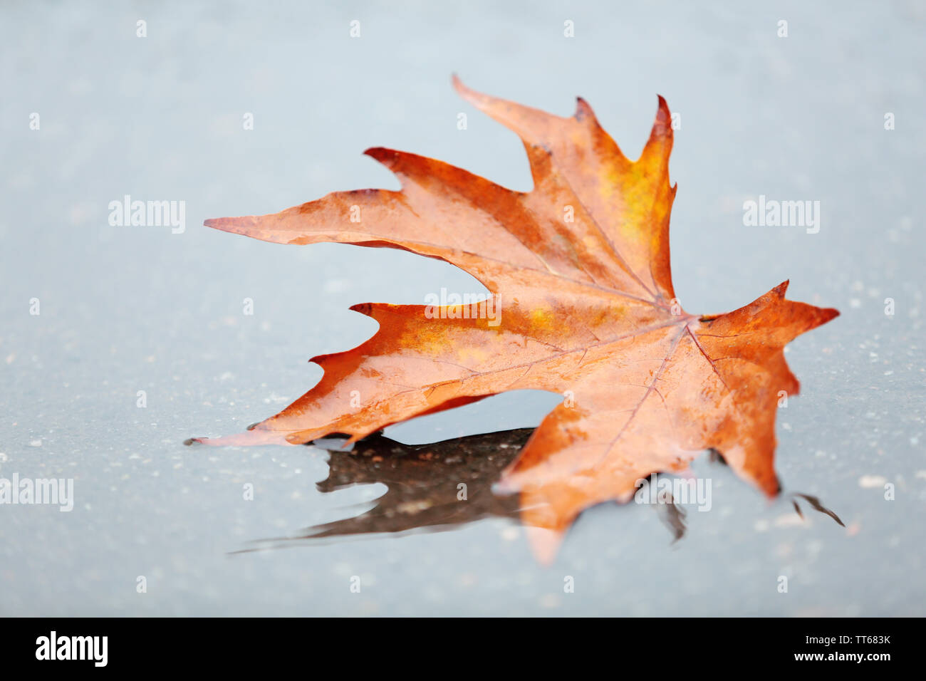 Autumn leaf in puddle Stock Photo - Alamy