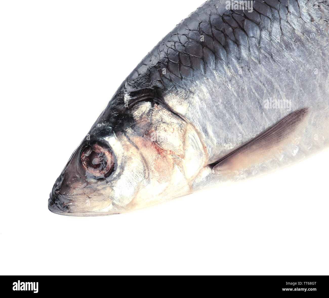 Fresh herring fish isolated on white Stock Photo - Alamy