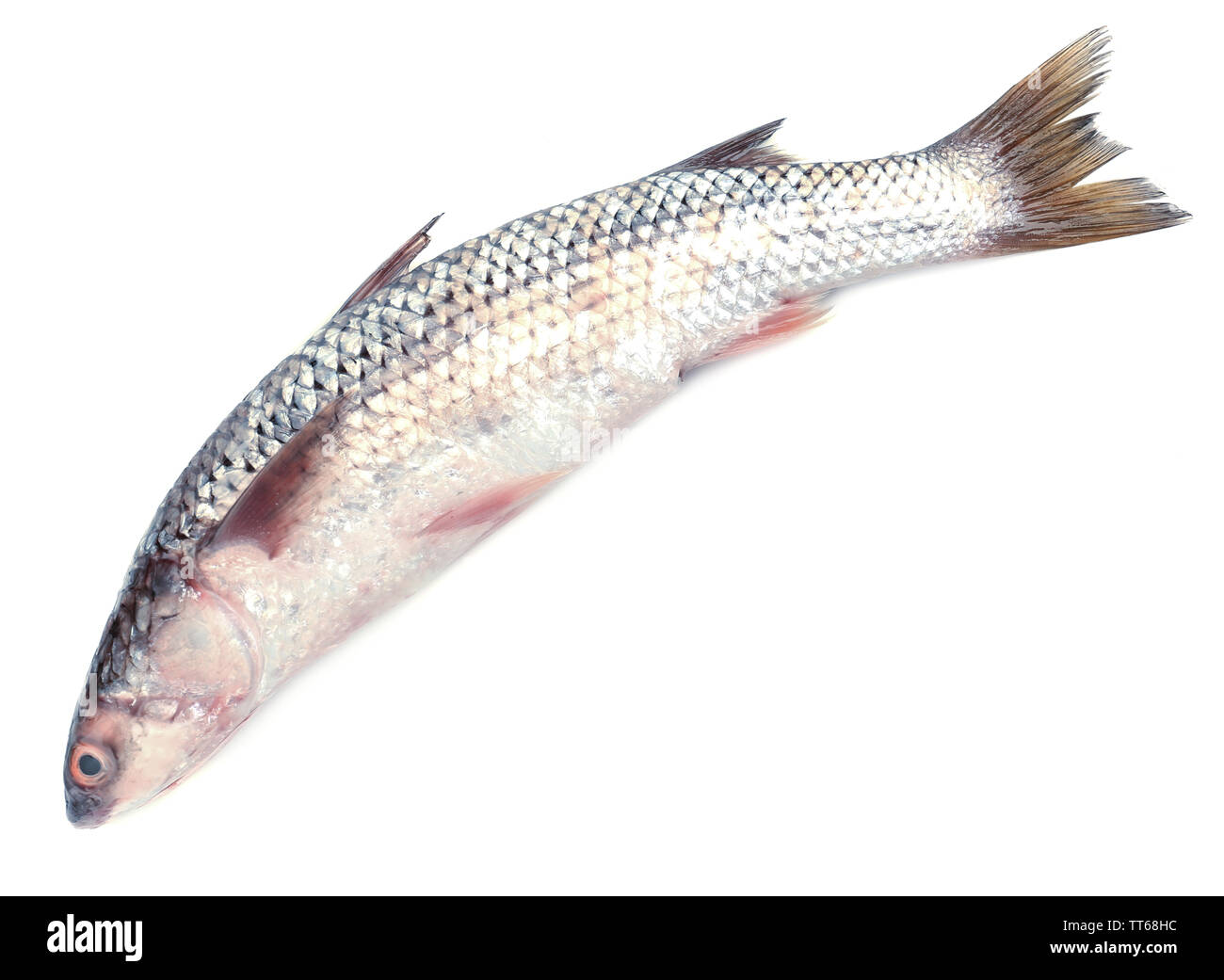 Fresh fish isolated on white Stock Photo - Alamy