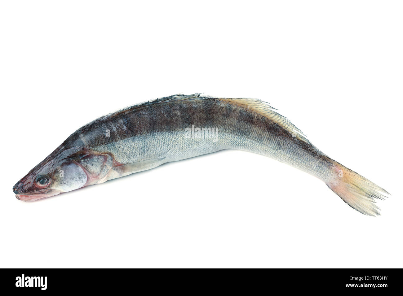 Fresh fish isolated on white Stock Photo - Alamy