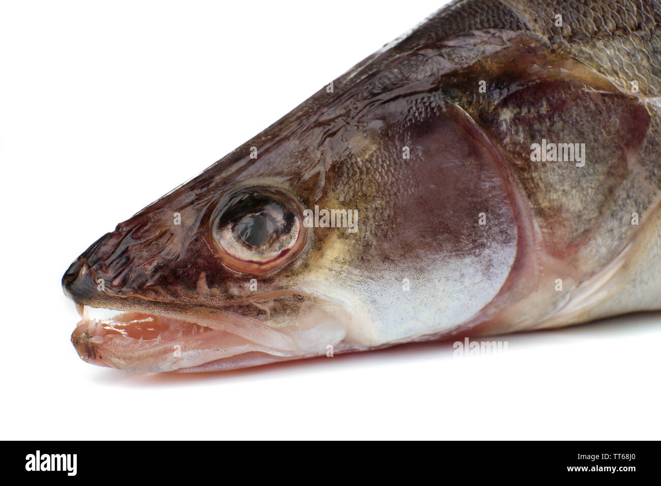 Fresh fish isolated on white Stock Photo - Alamy