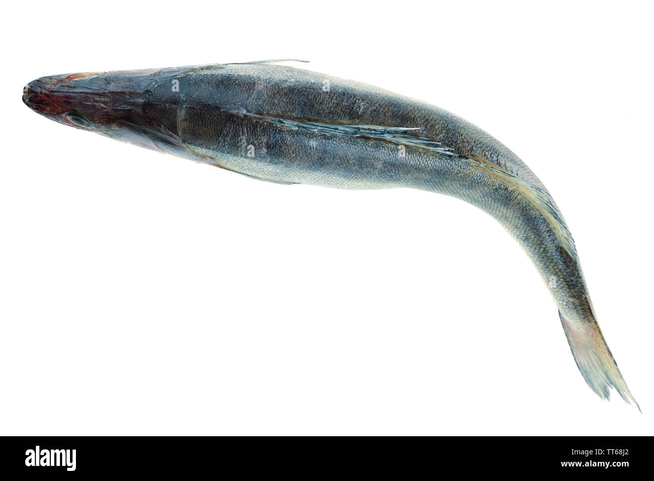 Fresh fish isolated on white Stock Photo - Alamy