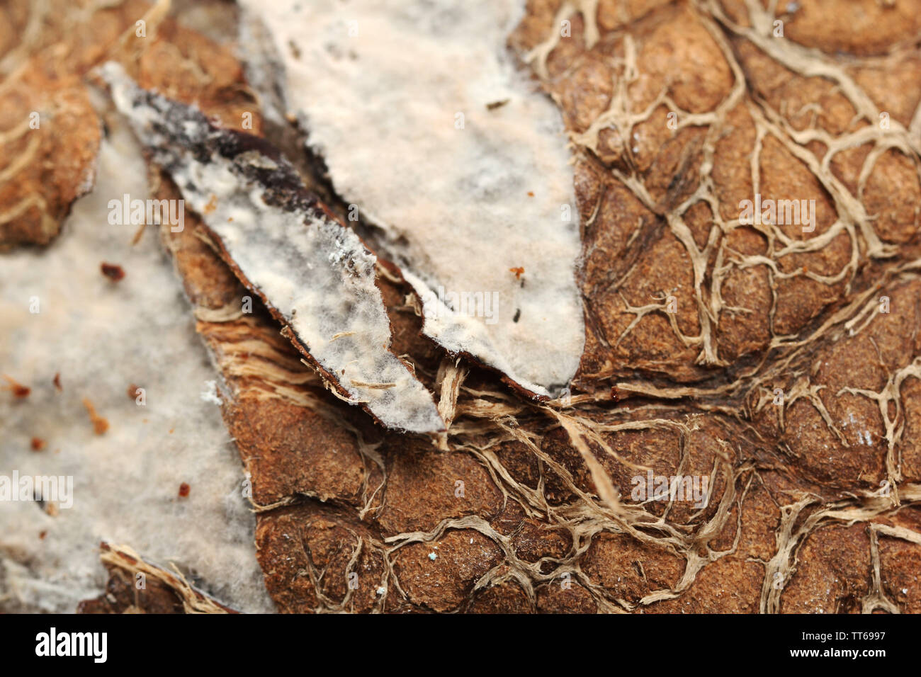 Rotten coconut hi-res stock photography and images - Alamy