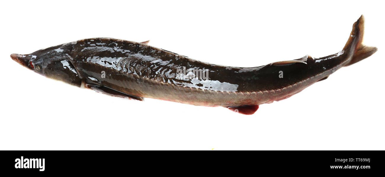 Fresh sterlet fish isolated on white Stock Photo - Alamy