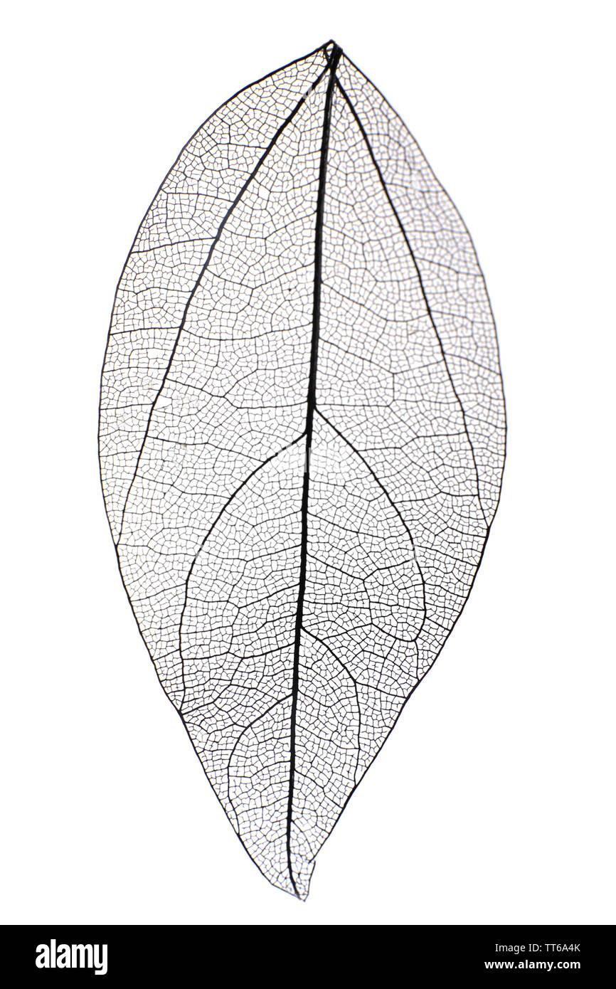 Decorative skeleton leaf isolated on white Stock Photo - Alamy