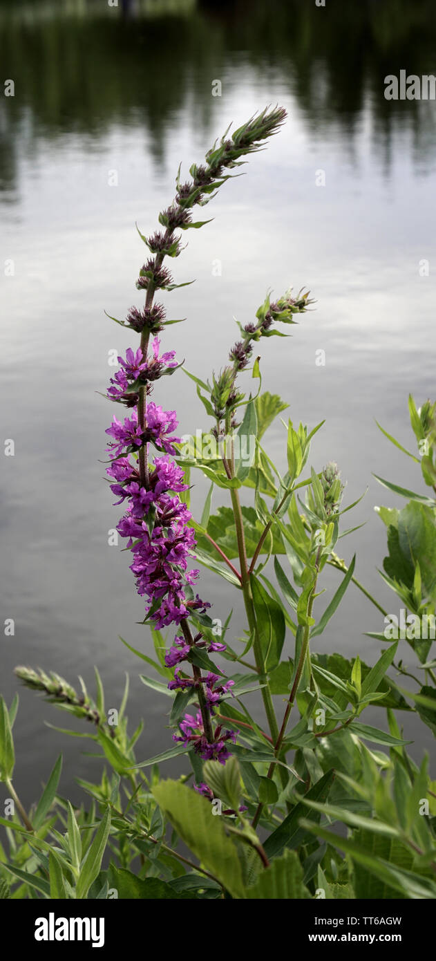 Macro fllower hi-res stock photography and images - Alamy