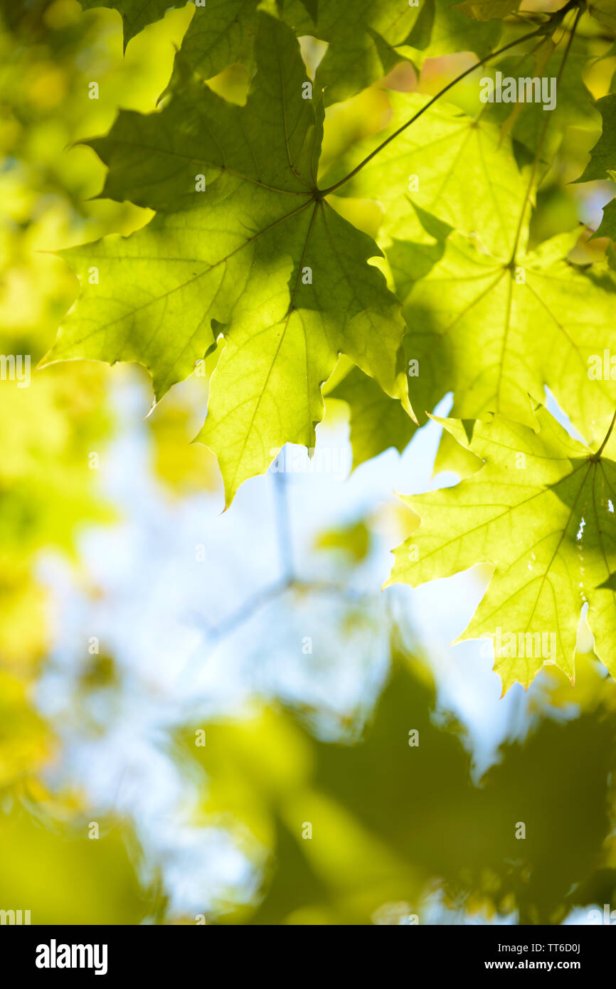 Autumn tree twigs on sky background Stock Photo - Alamy